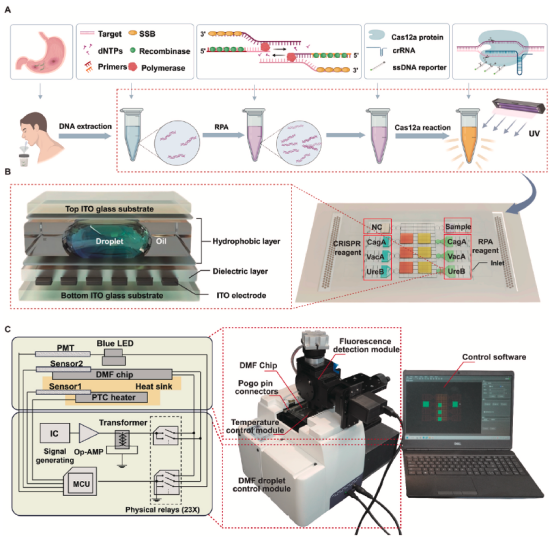 我校“候鸟人才”鄢盛恺教授团队在《Biosensors and Bioelectronics》期刊上发表最新研究成果-遵义医科大学